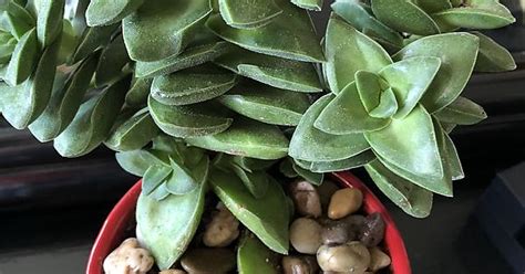 Succs Album On Imgur