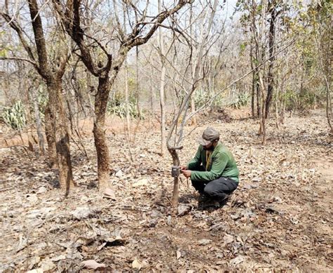 The Camera Trap Devices Were Mounted 40 Cm Above The Ground Besides