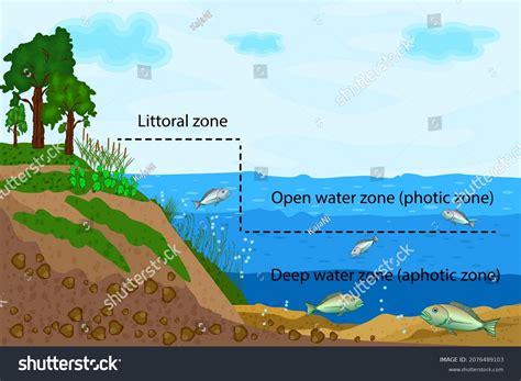 Intertidal Zone Drawing