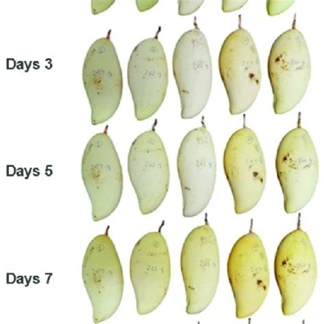 Pdf Automatic Classification Of The Ripeness Stage Of Mango Fruit