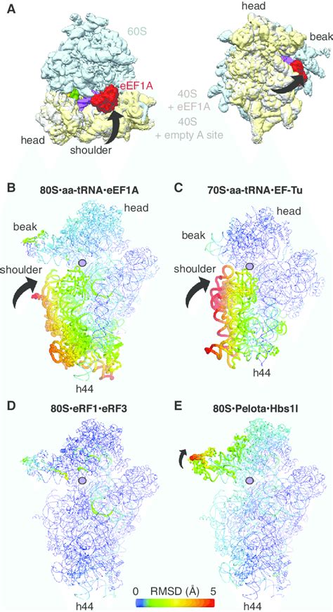 Conformational Responses Of The Ribosome To Decoding Complexes Download Scientific Diagram