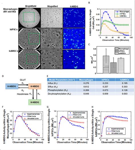 Pharmacokinetics Of 6 Nbdg Uptake In A Single Living Cells Using