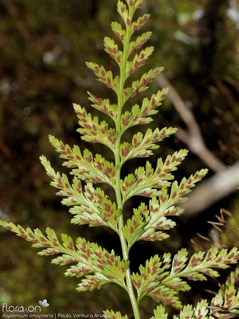 Asplenium Onopteris Flora On