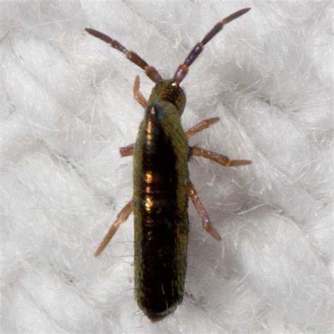 Tiny Insect At Moth Light Lepidocyrtus Paradoxus BugGuide Net