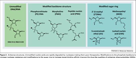 Oligonucleotide Structure