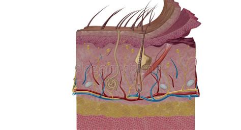 As The Body Is Largest Organ Skin Protects Against Germs Regulates