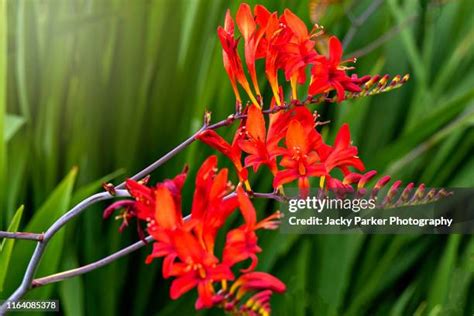 Crocosmia Sp Photos And Premium High Res Pictures Getty Images