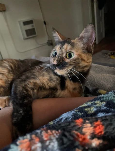 Bugbug Gubgub R Torties