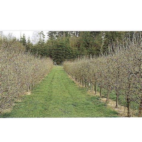 尋花趣 果園覆蓋草伴侶草草皮種子1公斤 全年可播種 混合草種 果園適用 約可播12坪 蝦皮購物