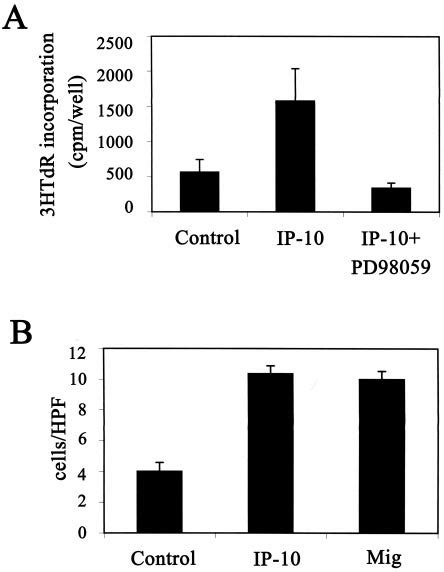 Induction Of Cell Migration And Proliferation By IP 10 In MC A Download Scientific Diagram