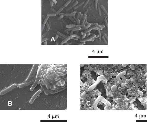 B Subtilis Cell Morphology Observed By Sem A Untreated Cells Download Scientific Diagram