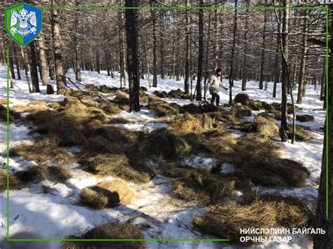 ХАЛИУН БУГА БОР ГӨРӨӨСНИЙ ТАРХАЦ НУТАГТ ӨВС ХУЖИР БАЙРШУУЛЖЭЭ