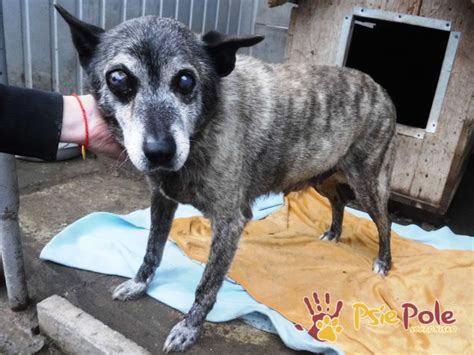 Azorek Schronisko Psie Pole Bardzo Samotny Piesek