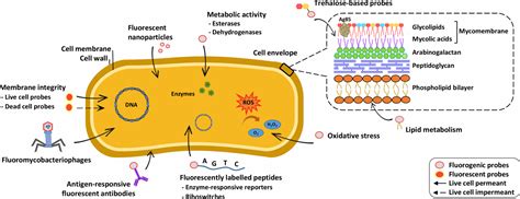 Mycobacterium Tuberculosis Bacteria Structure