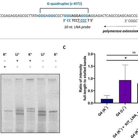 A Schematic Representation Of The Template And Primer Used For The Download Scientific