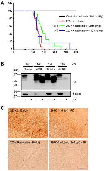 Radotinib Decreases Prion Propagation And Prolongs Survival Times In Models Of Prion Disease