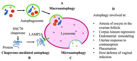 Three Types Of Autophagy A Macroautophagy B Chaperone Mediated