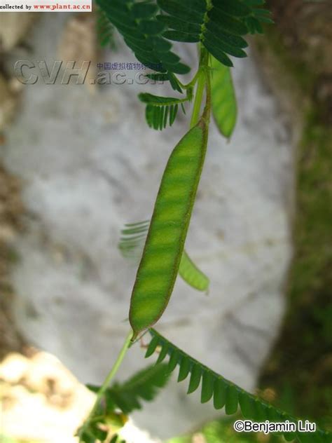 豆茶决明Cassia nomame Sieb Kitagawa 植物图片库 植物通