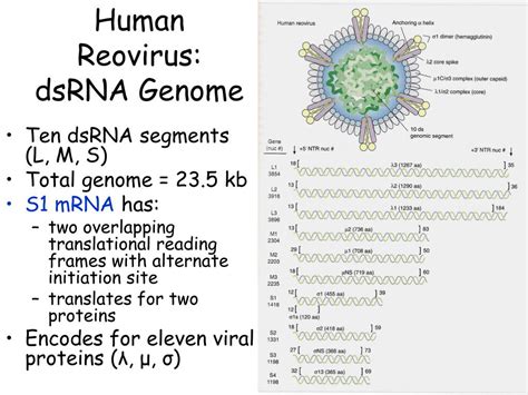 Ppt Replication Of Double Stranded Rna Virus Subviral Pathogens Powerpoint Presentation Id