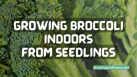 Grow Broccoli Indoors From Seed The Ultimate Guide For New Successful