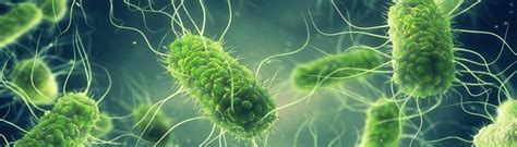 Panels Of Pcr Based Tests Have Become Crucial In Studying Pathogens And