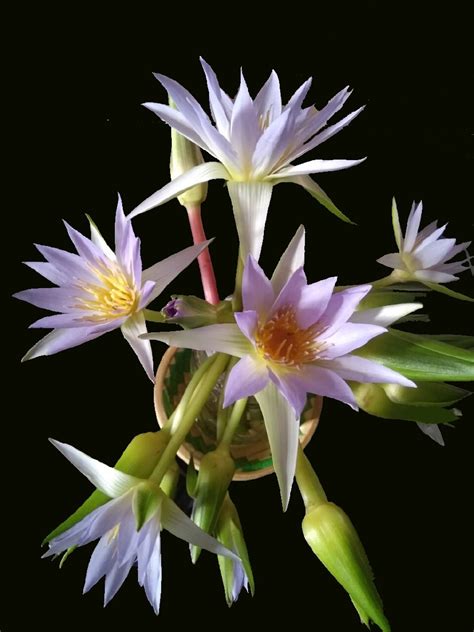 စိတ် 🌼👑🌸🌹 🦇အိမ်မှာ မရှိသင့်တာ နဲ့ မထားသင့် သော အရာများ🦇