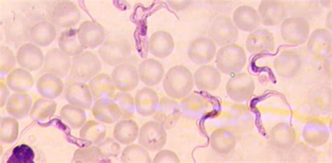 Caught In The Act Microbes Do Have Sex