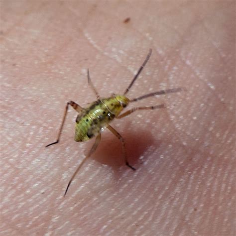 Id For A Tiny Bug Lygus Bugguidenet