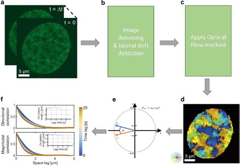 Scheme Of Dfcc Analysis Pipeline A 2d Live Nucleus Imaging Of Rna Pol