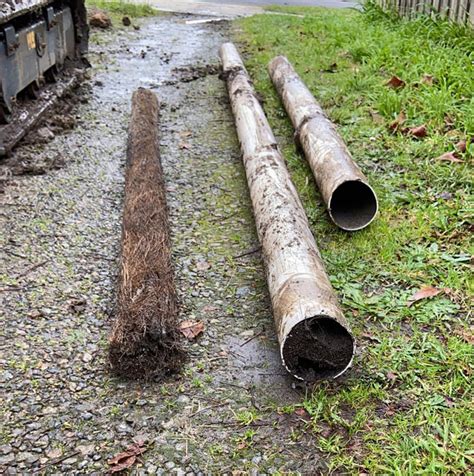 Tree Root Removal Mr Splash Plumbing 24 7 Local Plumbers