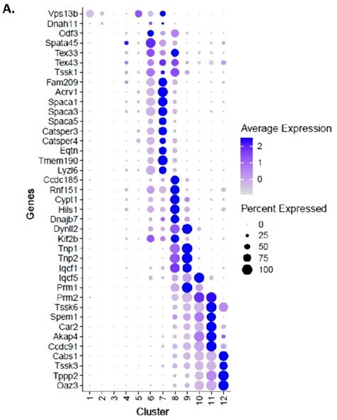 Figure 1 From Single Cell Transcriptomic Profiling Of The Mouse Testicular Germ Cells Reveals