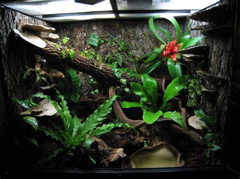 Red Eyed Tree Frog Setup Red Eyed Tree Frog Tree Frog Terrarium Tree Frogs