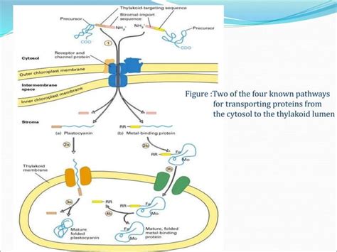 Protein Sorting And Targeting Ppt