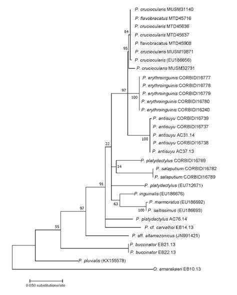 maximum likelihood ml phylogeny best tree based on concatenated