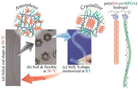 Thermosensitive Shape Memory Polystearyl Acrylate Co Methoxy Polyethylene Glycol Acrylate