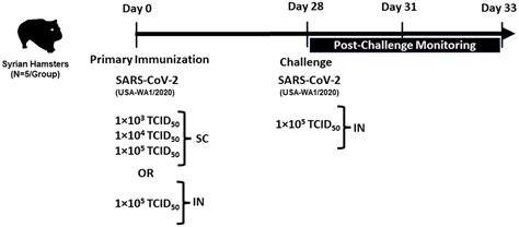 Frontiers The Impact Of Primary Immunization Route On The Outcome Of