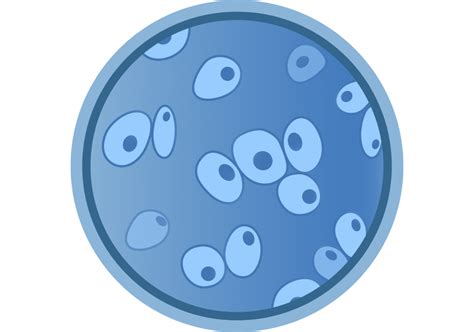 Sporicidal Disinfectants Superior Against C Auris Spread Forum Extended Care Services