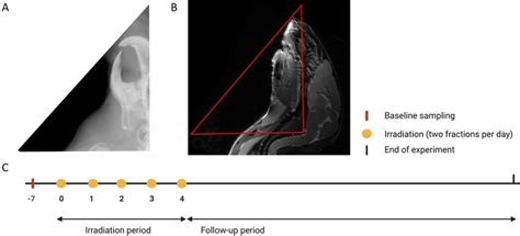 Experimental Design A X Ray Image Of The Radiation Field Used B Download Scientific