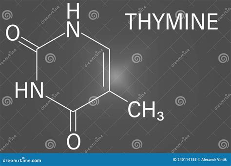 Thymine Nucleobase Molecule Present In Dna Skeletal Formula Stock Vector Illustration Of