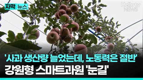 사과 생산량 늘었는데 노동력은 절반 강원형 스마트과원 눈길 자막뉴스 헬로tv뉴스 Youtube