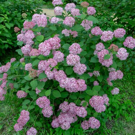 Why Shrub Sizes Are Shrinking
