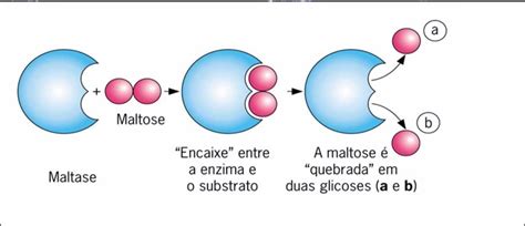 Enzimas O Que São Qual Sua Função E Características