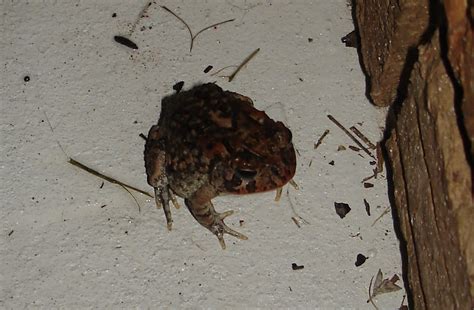 Blue Starr Gallery Three Toed Tree Toad