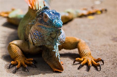 Large Green Iguana Photograph By Craig Lapsley Fine Art America