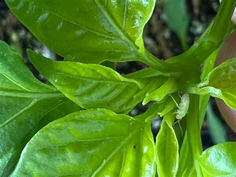 King Aphid Or Aphid Killer General Gardening Growing Fruit