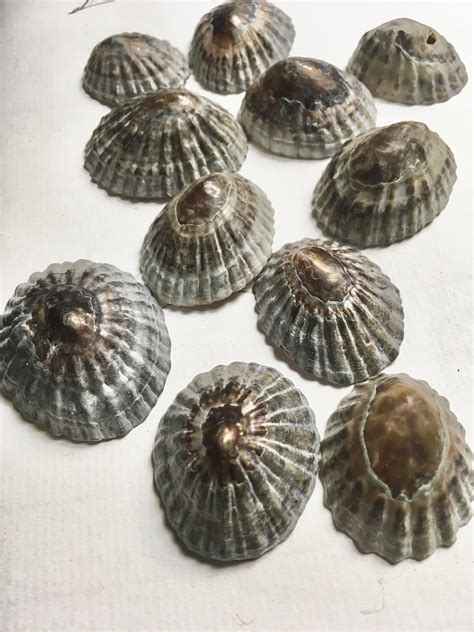 껍데기 조개 보석류 Pixabay의 무료 사진 Pixabay