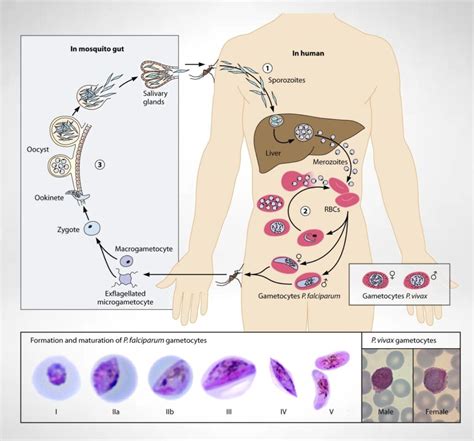 Euglena Definition Characteristics Structure Reproduction Importance Biology Notes Online