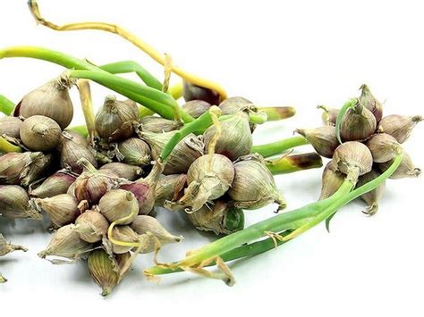 пряные листья египетского лука многим по вкусу