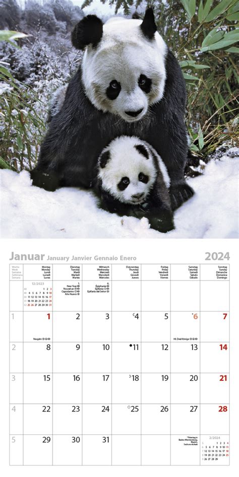 pandas 2024 geheftet lillemei gbr