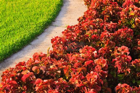 高对比度植物高清图片下载 正版图片320314780 摄图网